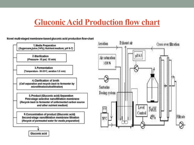 Gluconic Acid: Production and Market | PPTX | Chemistry | Science