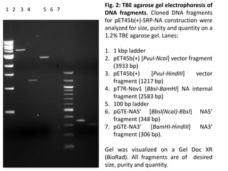 Debarko banerji sacnas ppresentation | PPT
