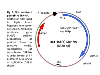Debarko banerji sacnas ppresentation | PPT