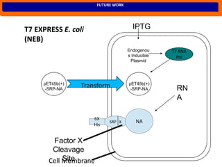 Debarko banerji sacnas ppresentation | PPT