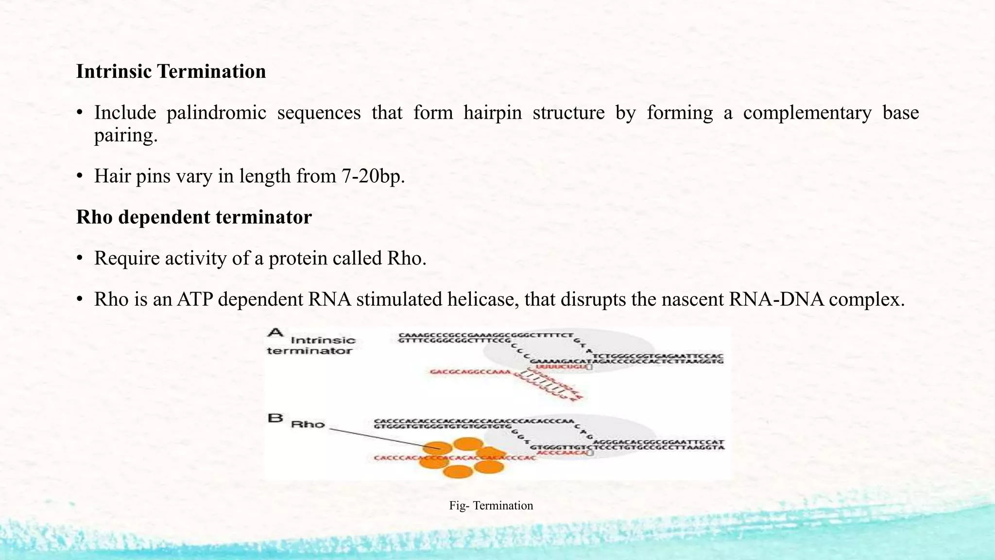 RNA Synthesis and Splicing.pptx