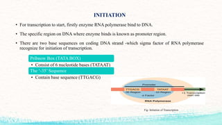 RNA Synthesis and Splicing.pptx