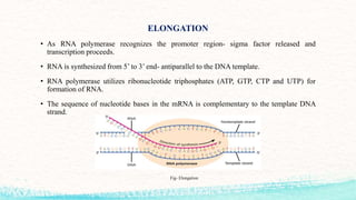 RNA Synthesis and Splicing.pptx