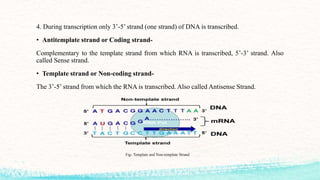 RNA Synthesis and Splicing.pptx