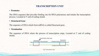 RNA Synthesis and Splicing.pptx