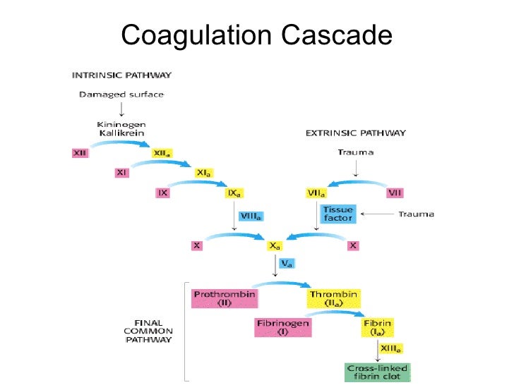 Debbie's Cardiac Meds Presentation Final Nn