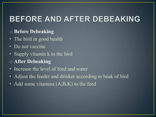 Debeaking & dumbing in poultry | PPT