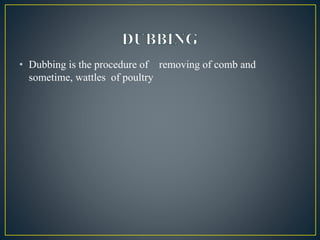 Debeaking & dumbing in poultry | PPT