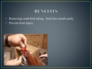 Debeaking & dumbing in poultry | PPT