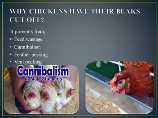 Debeaking & dumbing in poultry | PPT