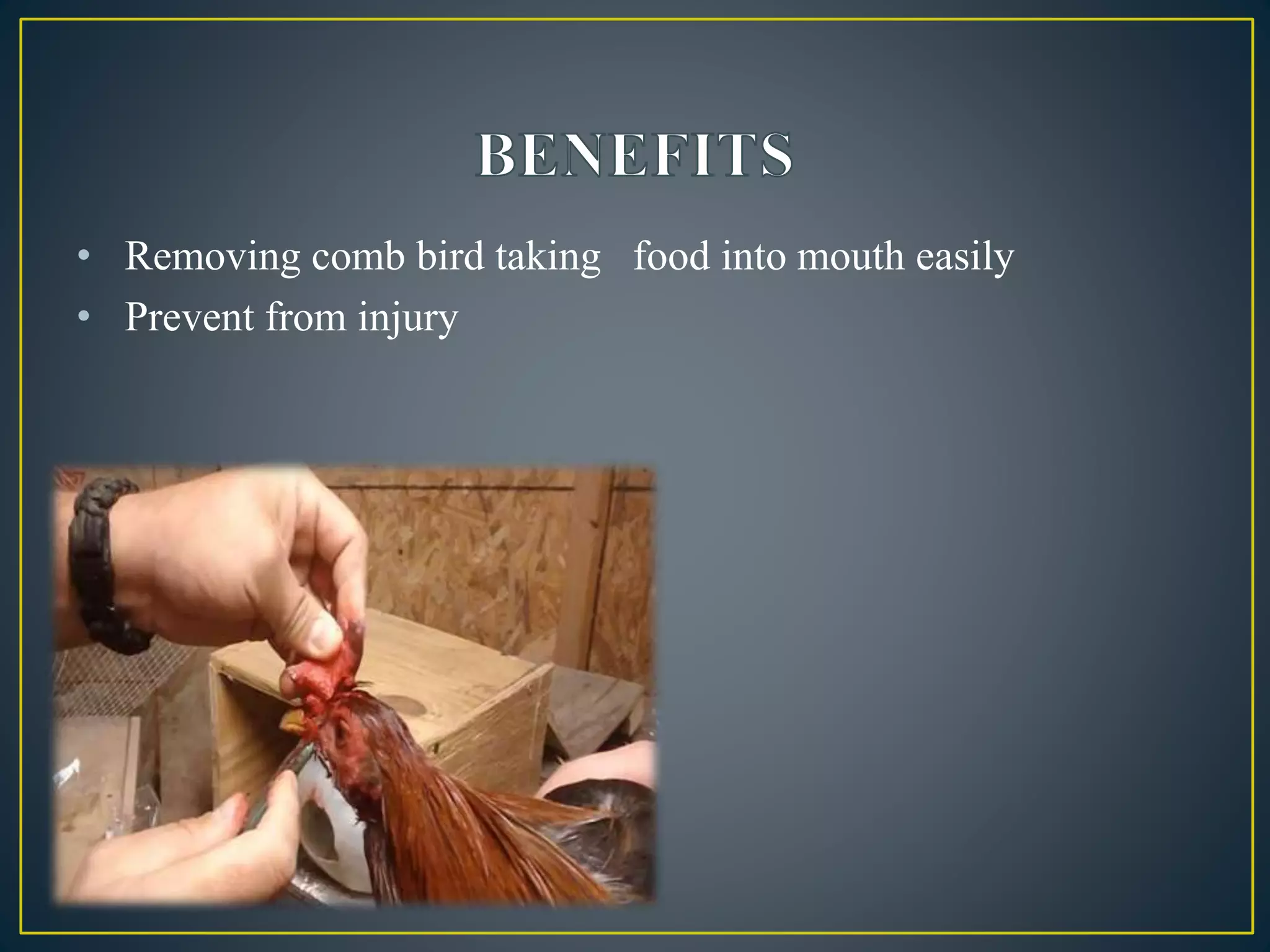 Debeaking & dumbing in poultry | PPT