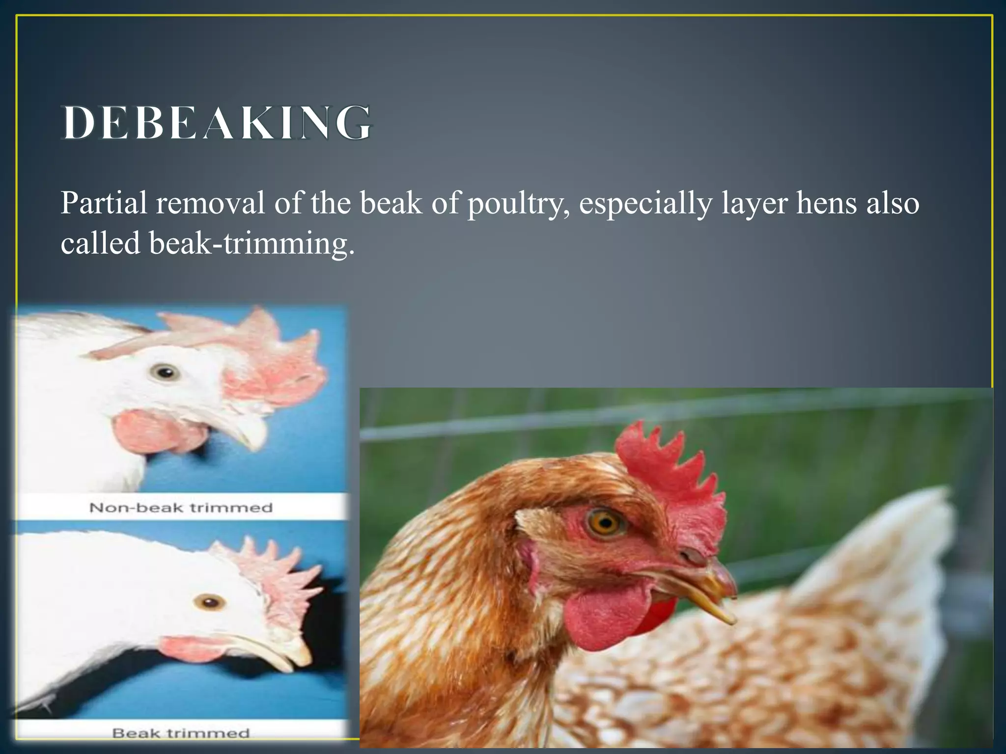 Debeaking & dumbing in poultry | PPT
