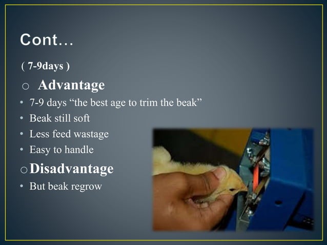 Debeaking & dumbing in poultry | PPT