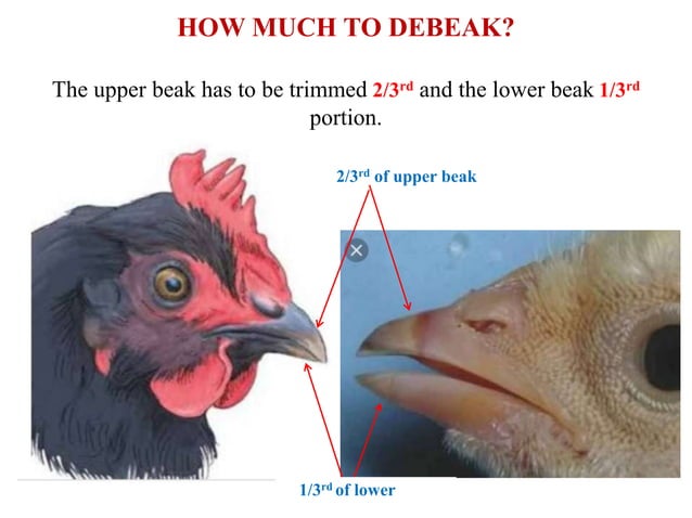 Debeaking in chicken,live stock production management.pptx | Birds | Pets