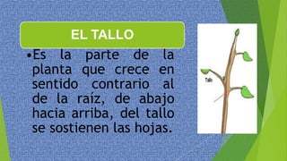 partes de una planta | PPTX