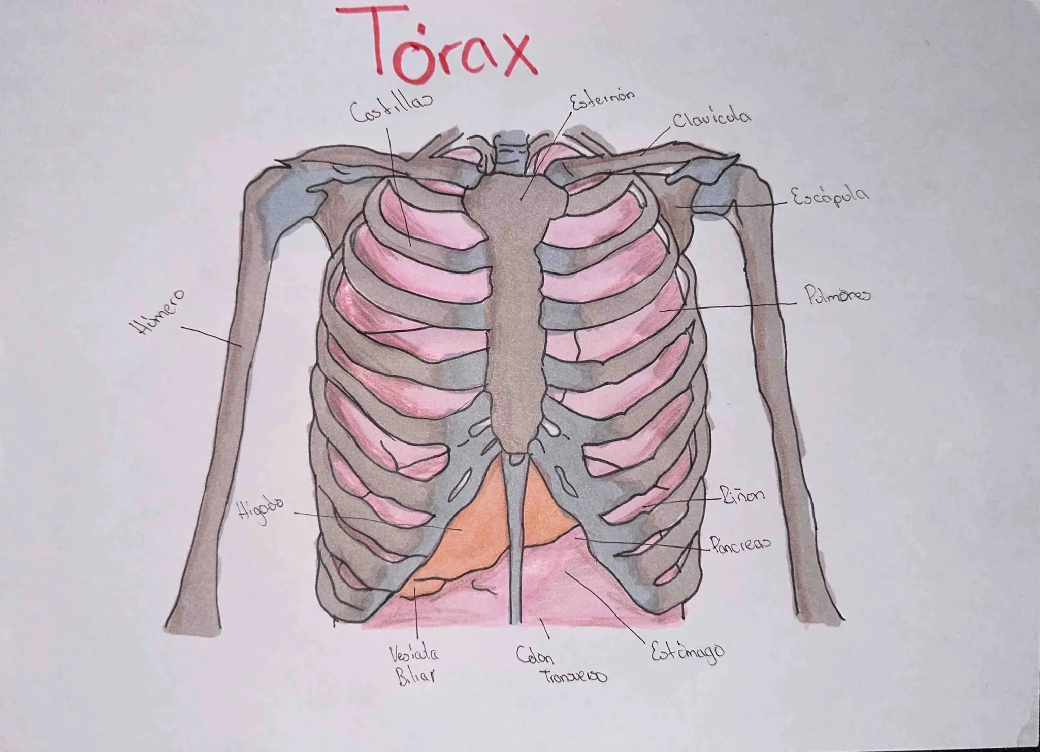 Deber Imagenologia.pdf