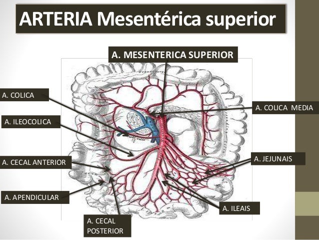 Arterias del miembro inferior