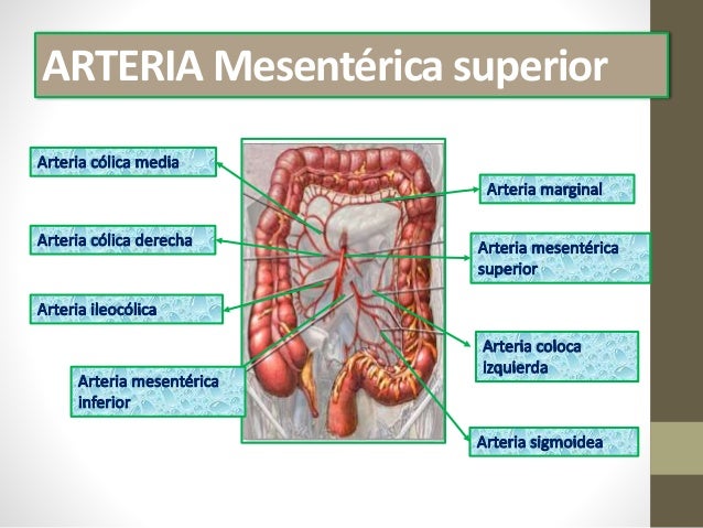 Arterias del miembro inferior
