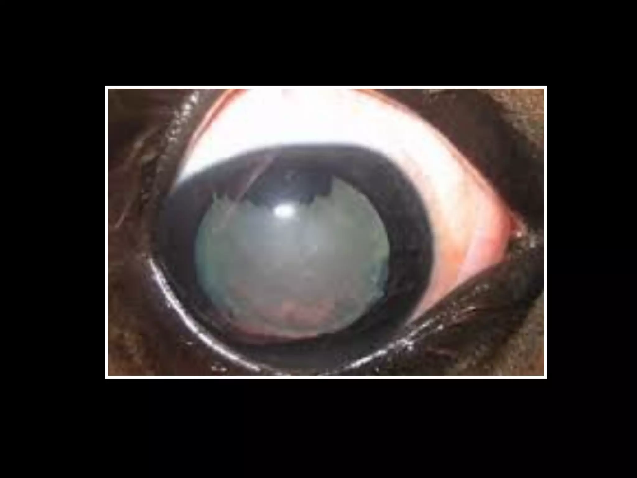 Deborah Y. Strauss, D.V.M: Equine Recurrent Uveitis | PDF