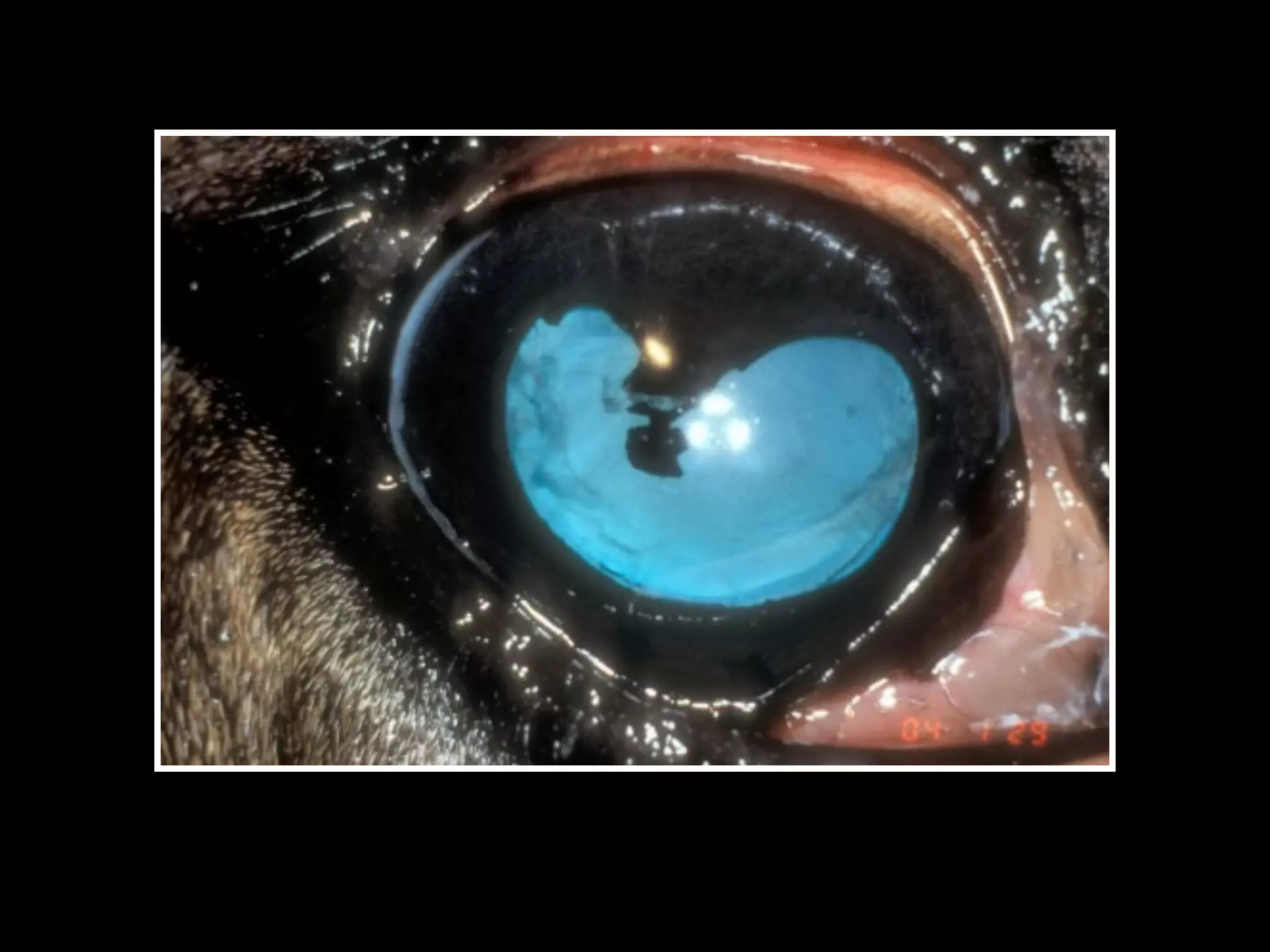 Deborah Y. Strauss, D.V.M: Equine Recurrent Uveitis | PDF