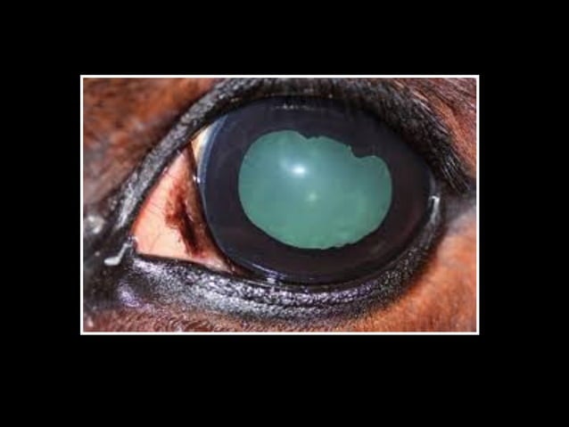 Deborah Y. Strauss, D.V.M: Equine Recurrent Uveitis | PDF