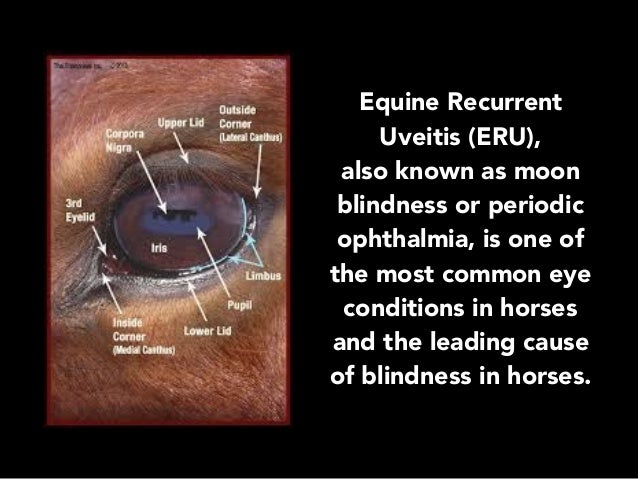 Deborah Y. Strauss, D.V.M: Equine Recurrent Uveitis