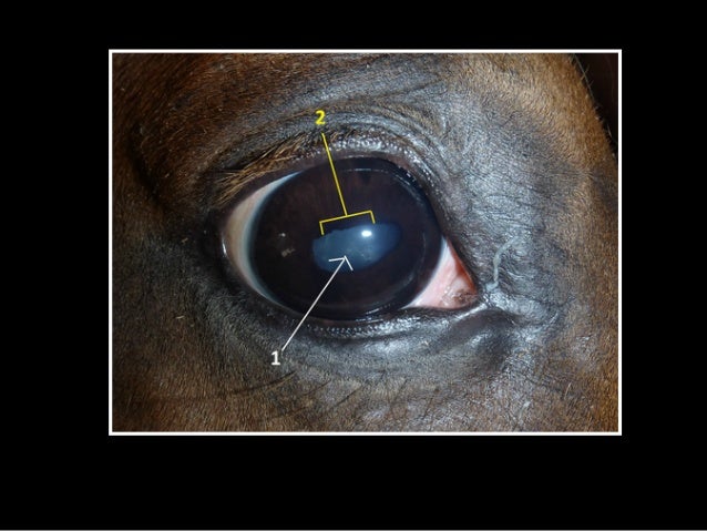 Equine Recurrent Uveitis In Horses Symptoms Causes
