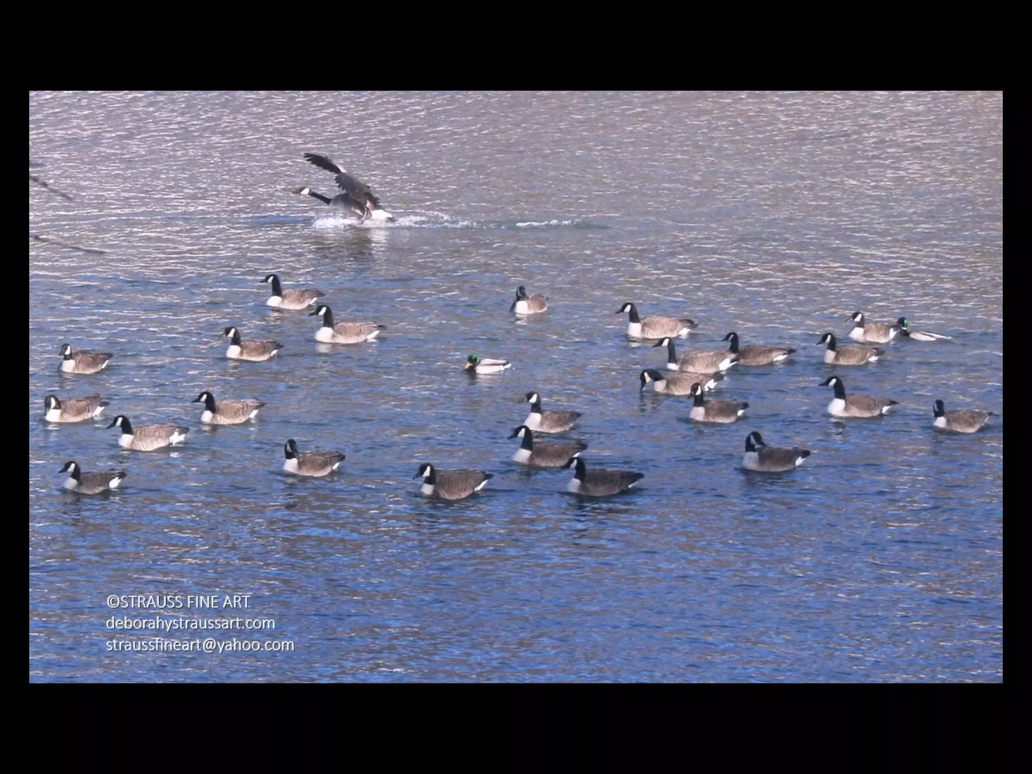 Deborah Y. Strauss DVM: Wildlife Photography | PDF