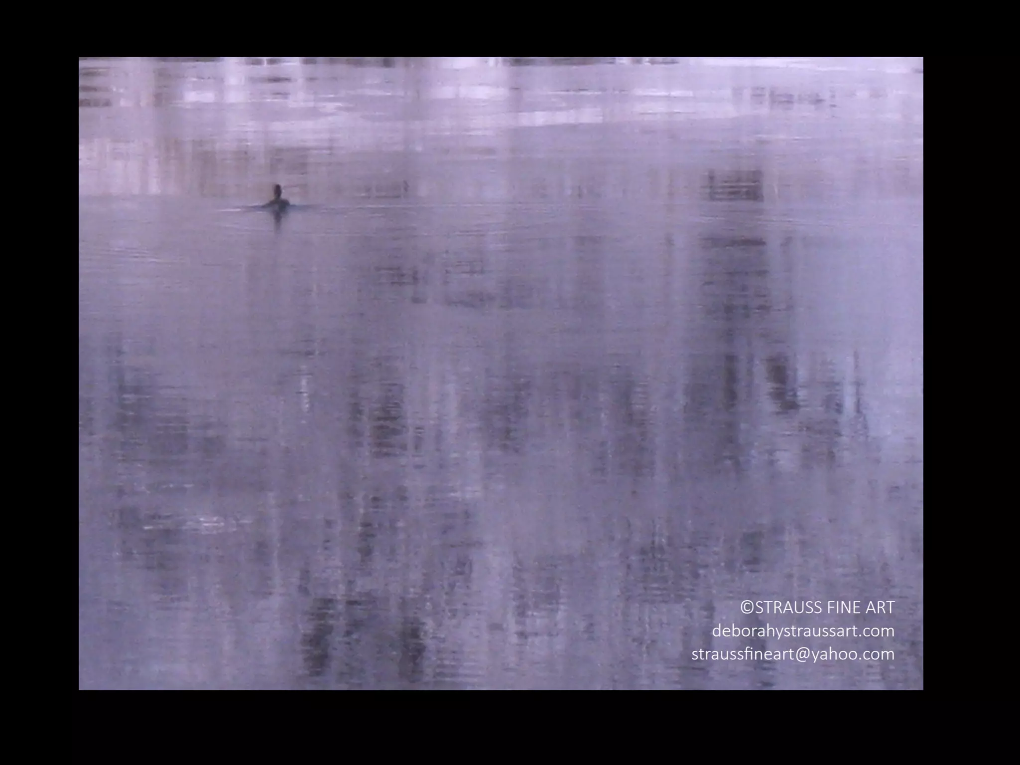 Deborah Y. Strauss DVM: Wildlife Photography | PDF