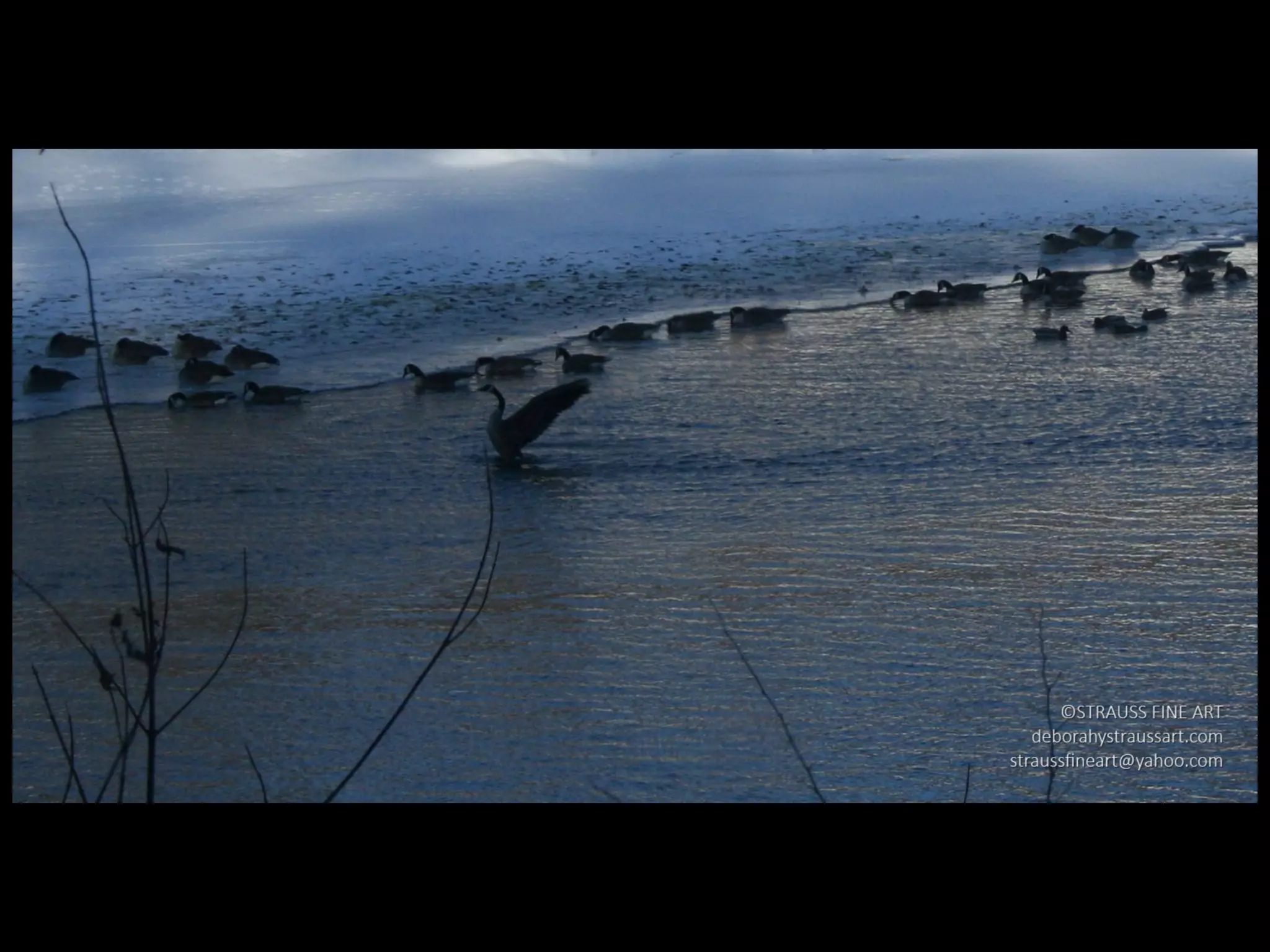 Deborah Y. Strauss DVM: Wildlife Photography | PDF