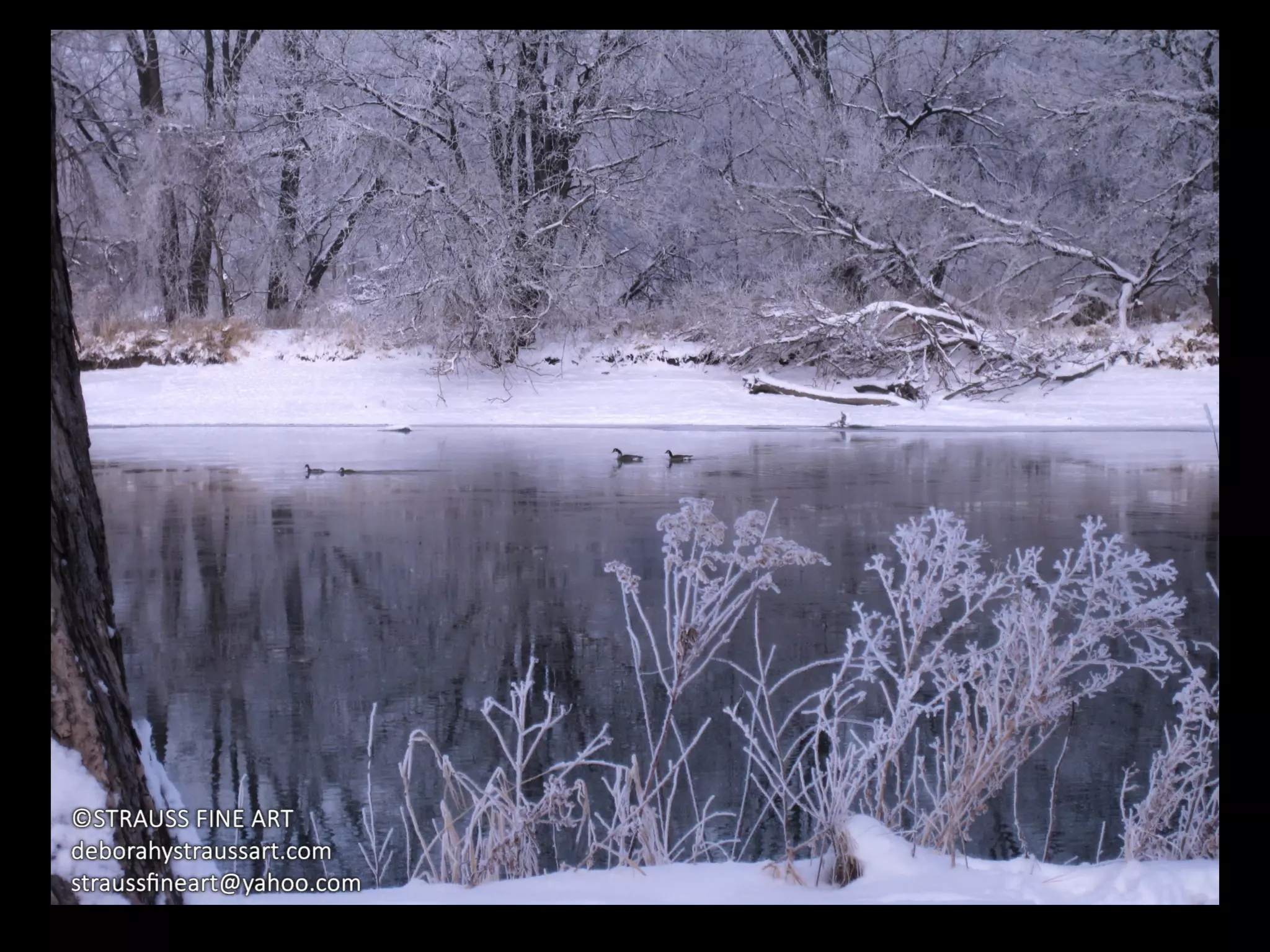 Deborah Y. Strauss DVM: Wildlife Photography | PDF