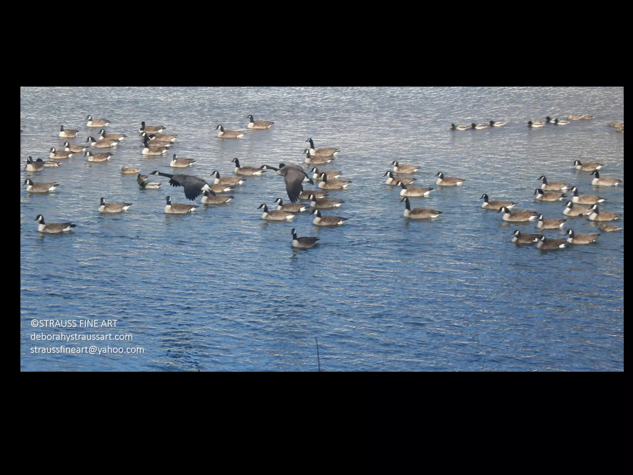 Deborah Y. Strauss DVM: Wildlife Photography | PDF