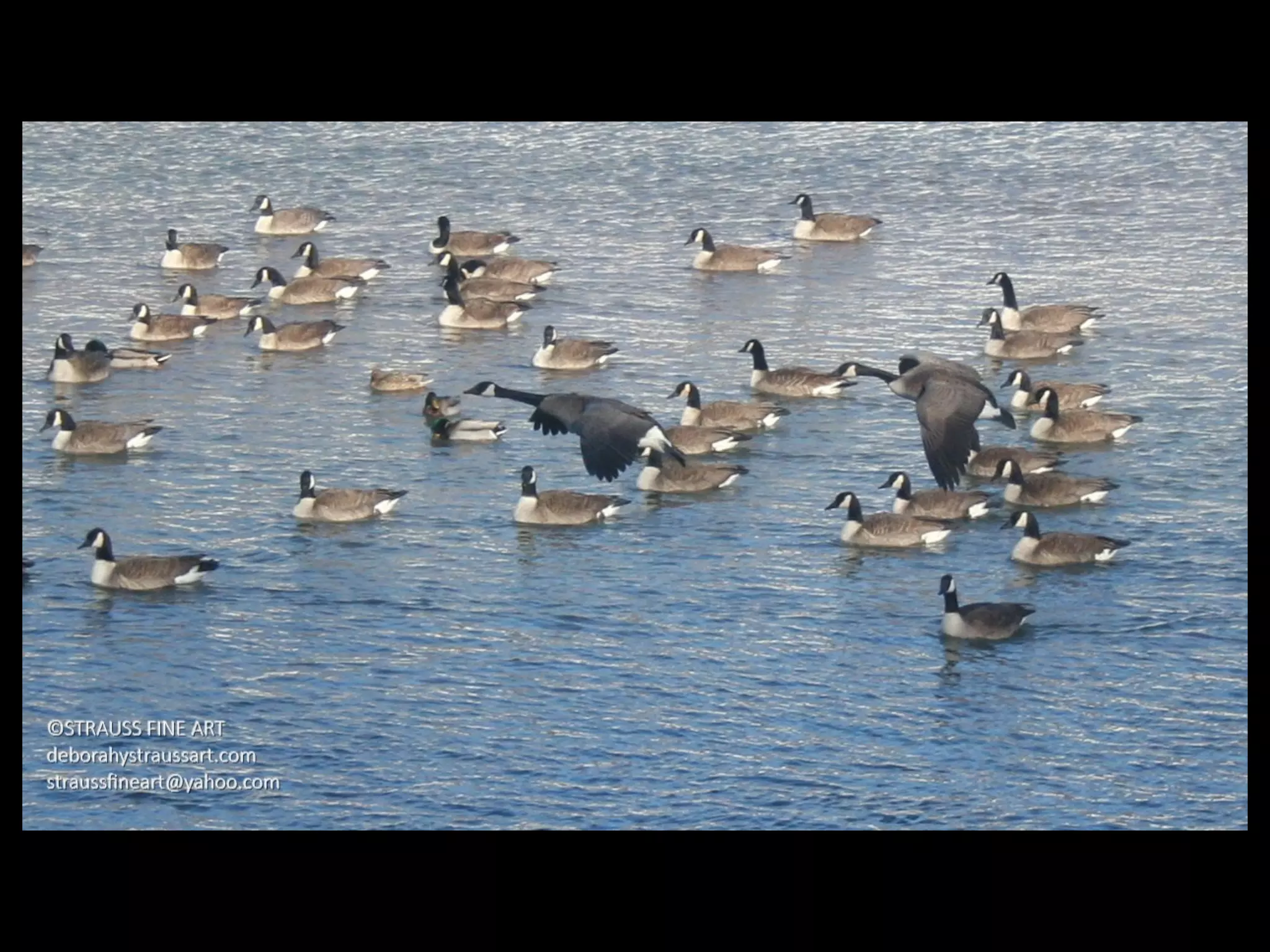 Deborah Y. Strauss DVM: Wildlife Photography | PDF