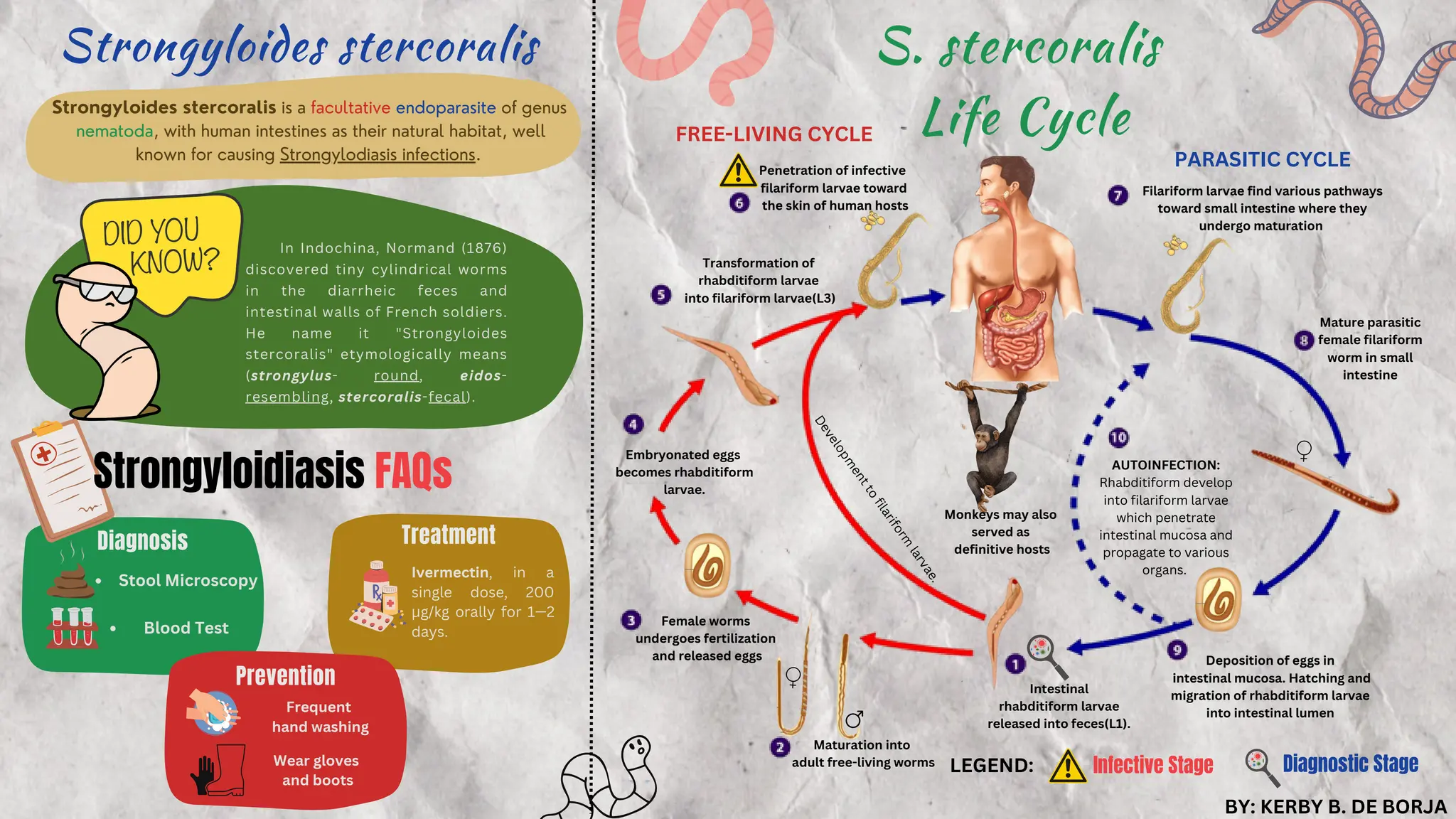 Life Cycle of Strongyloides stercora Storyboard | PDF