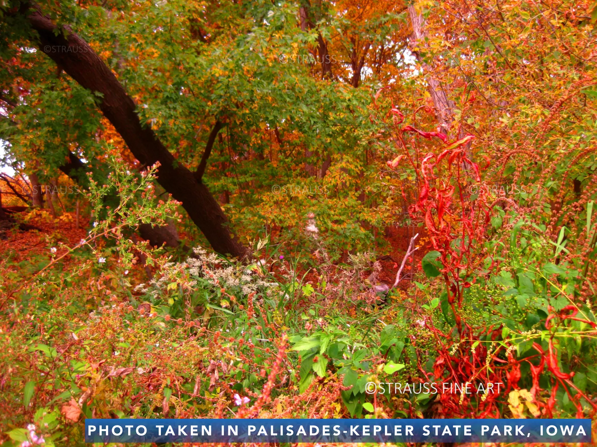 Deborah Strauss: Fine Art Nature Photography | PDF