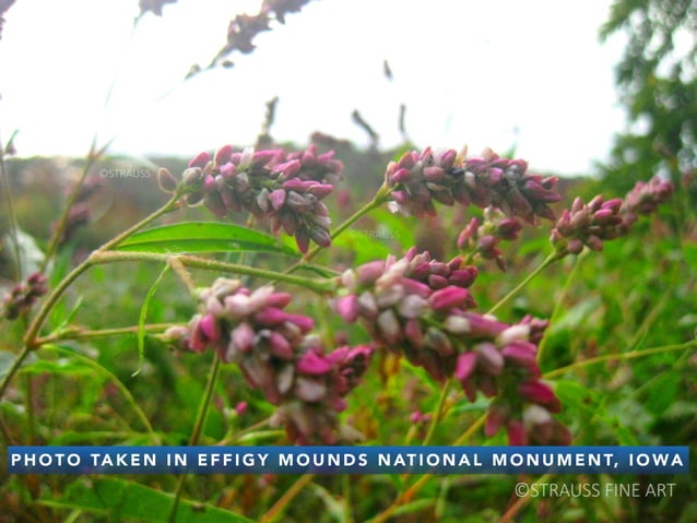 Deborah Strauss: Fine Art Nature Photography | PPT