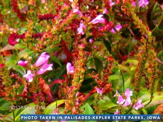 Deborah Strauss: Fine Art Nature Photography | PDF