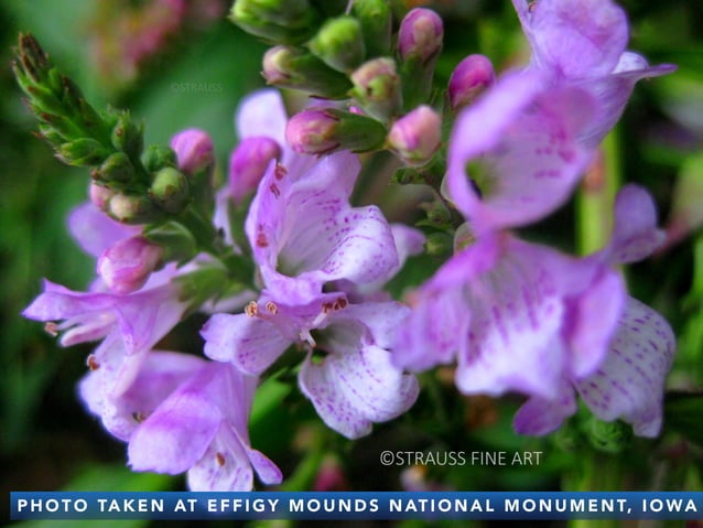 Deborah Strauss: Fine Art Nature Photography | PPT