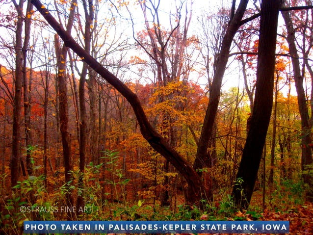 Deborah Strauss: Fine Art Nature Photography | PPT