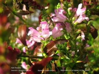 Deborah Y. Strauss Presents: Fine Art Nature Photography | PDF | Fine ...