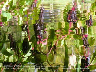 Deborah Y. Strauss Presents: Fine Art Nature Photography | PDF | Fine ...