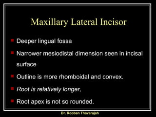 Morphology of Human Deciduous Maxillary Lateral Incisor Tooth | PPT