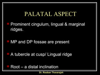 Morphology of Human Deciduous Maxillary Canine Tooth | PPT