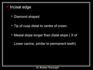 Morphology of Human Deciduous Maxillary Canine Tooth | PPT