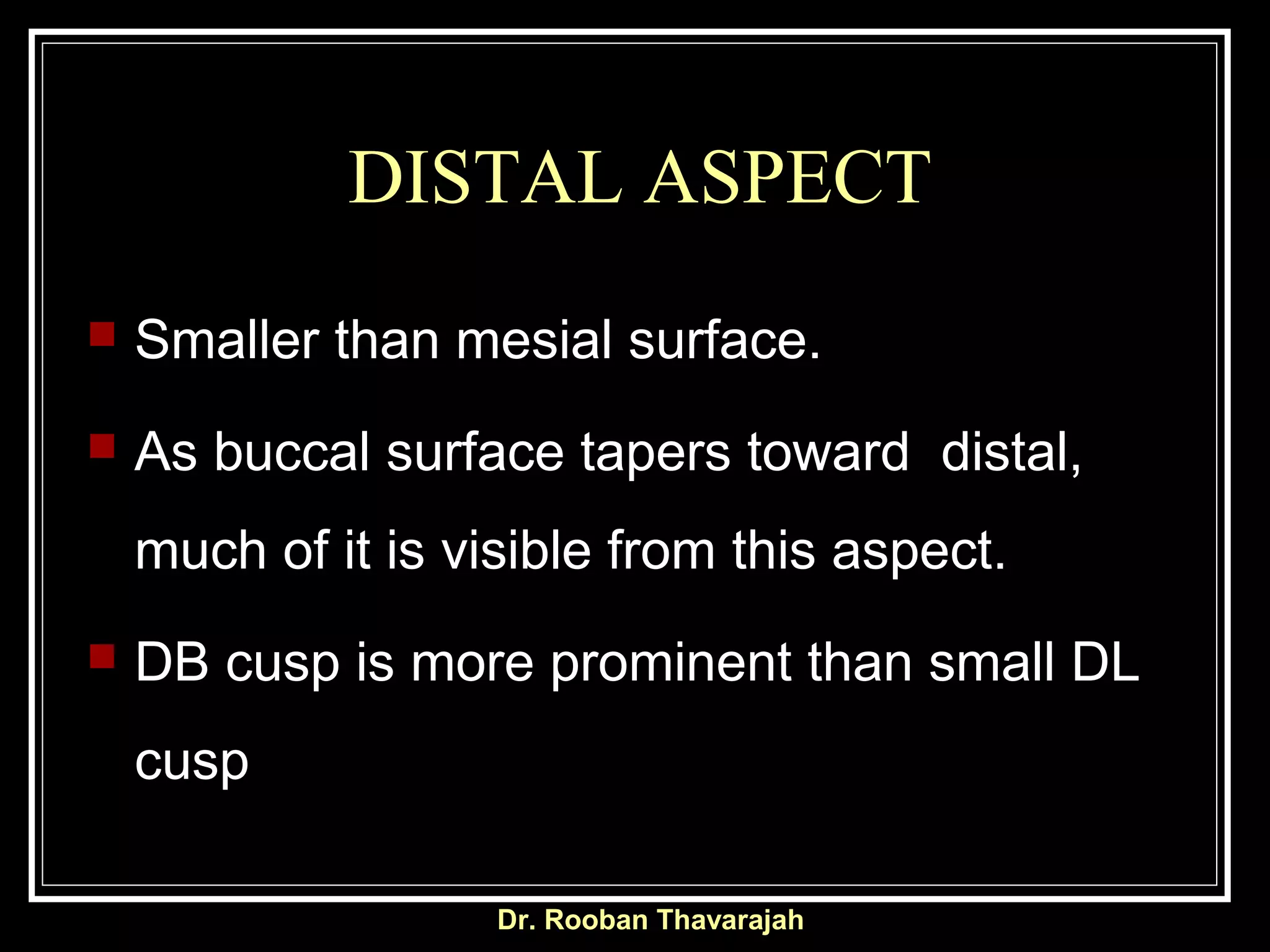 Morphology of Human Deciduous Maxillary Molar Tooth | PPT
