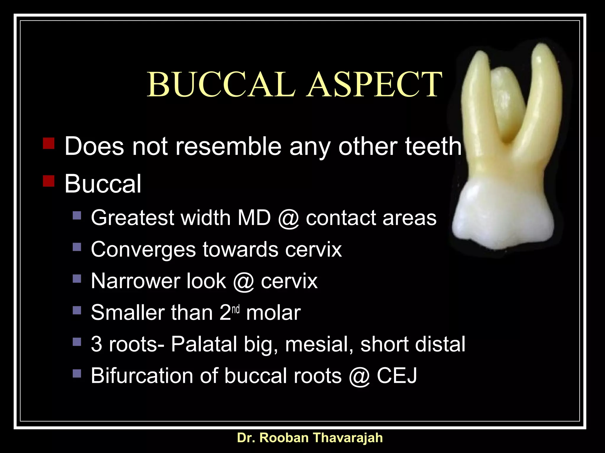 Morphology of Human Deciduous Maxillary Molar Tooth | PPT