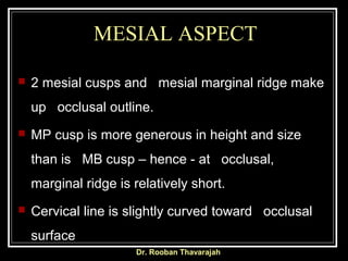 Morphology of Human Deciduous Maxillary Molar Tooth | PPT