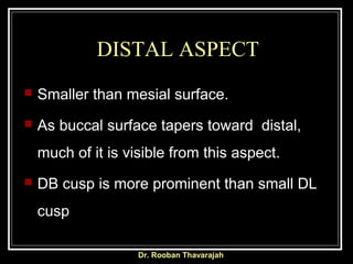 Morphology of Human Deciduous Maxillary Molar Tooth | PPT