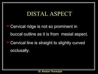 Morphology of Human Deciduous Maxillary Molar Tooth | PPT