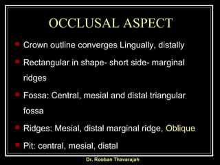 Morphology of Human Deciduous Maxillary Molar Tooth | PPT